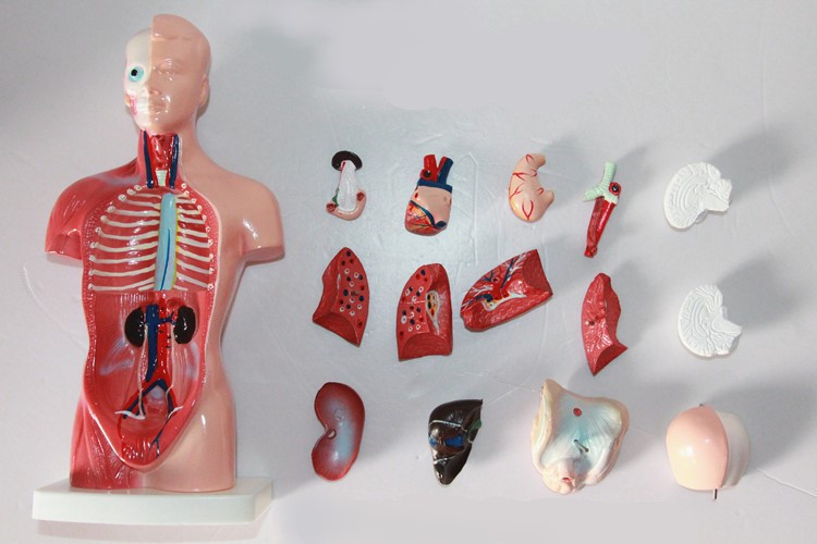 High Quality Medical Anatomy Organs Human Trunk Muscles Model Manikin ...